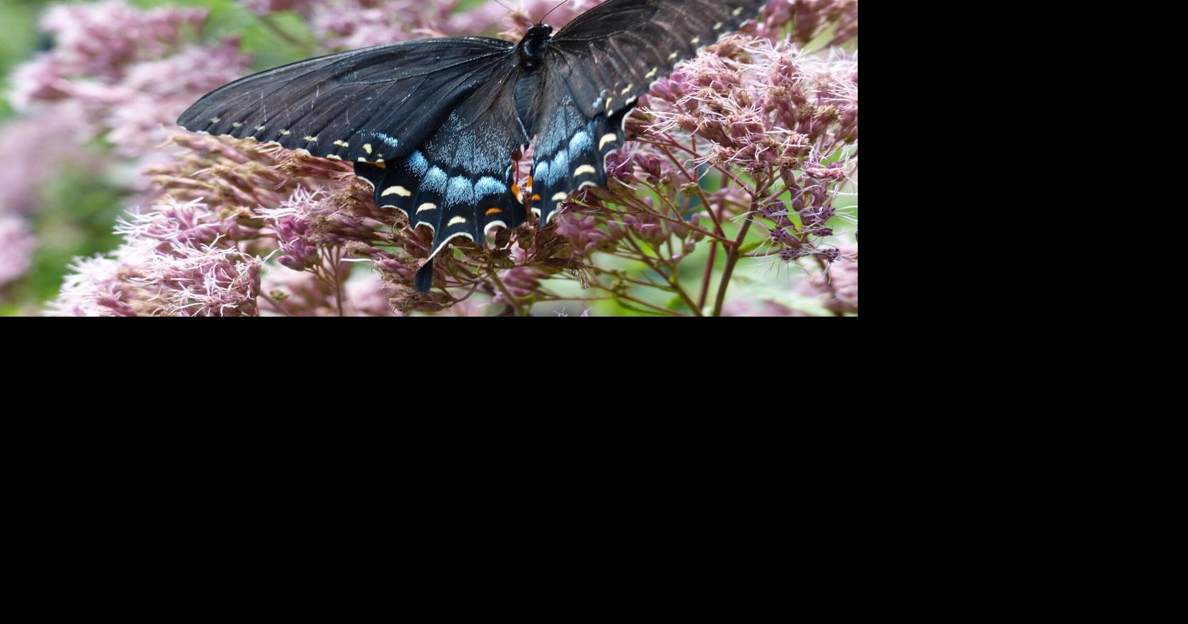 NC Native Plant Society announces two native plant sale events ...