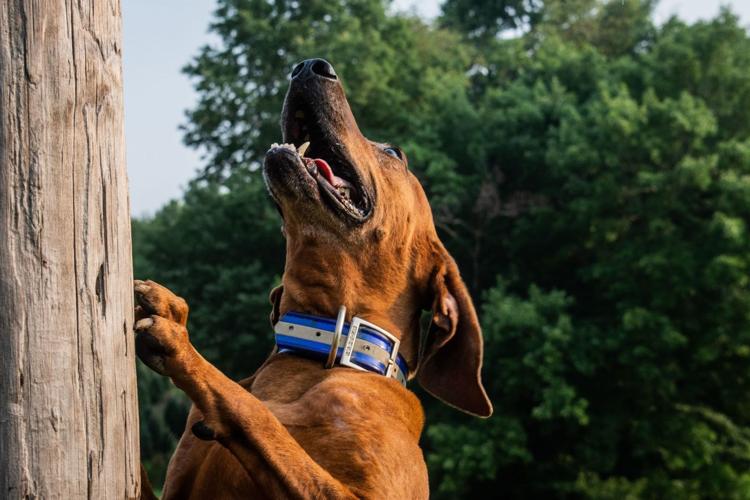 Carey's Flat Wildlife Club hosts coonhound championships | Community ...