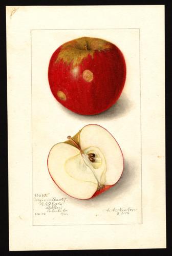 Heritage Apples of Avery County | Avery | averyjournal.com