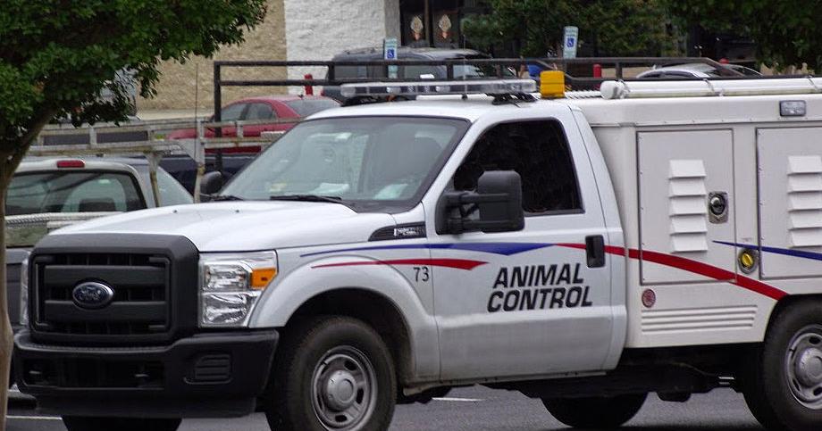 Frankly speaking animal control with Sheriff Kevin Frye | Avery ...