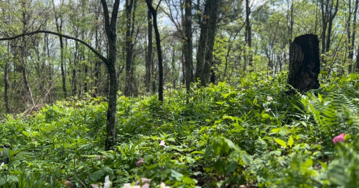 USFS focuses on restoration, reducing wildfire risk in proposed GAP ...