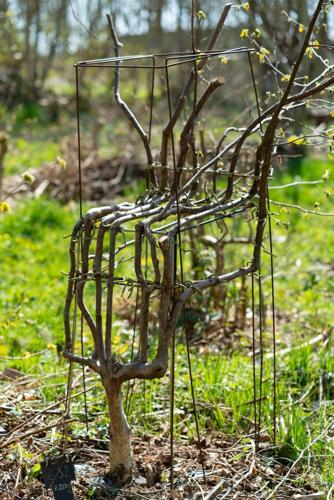 ‘Furniture orchard’ grows trees into chairs | National | averyjournal.com