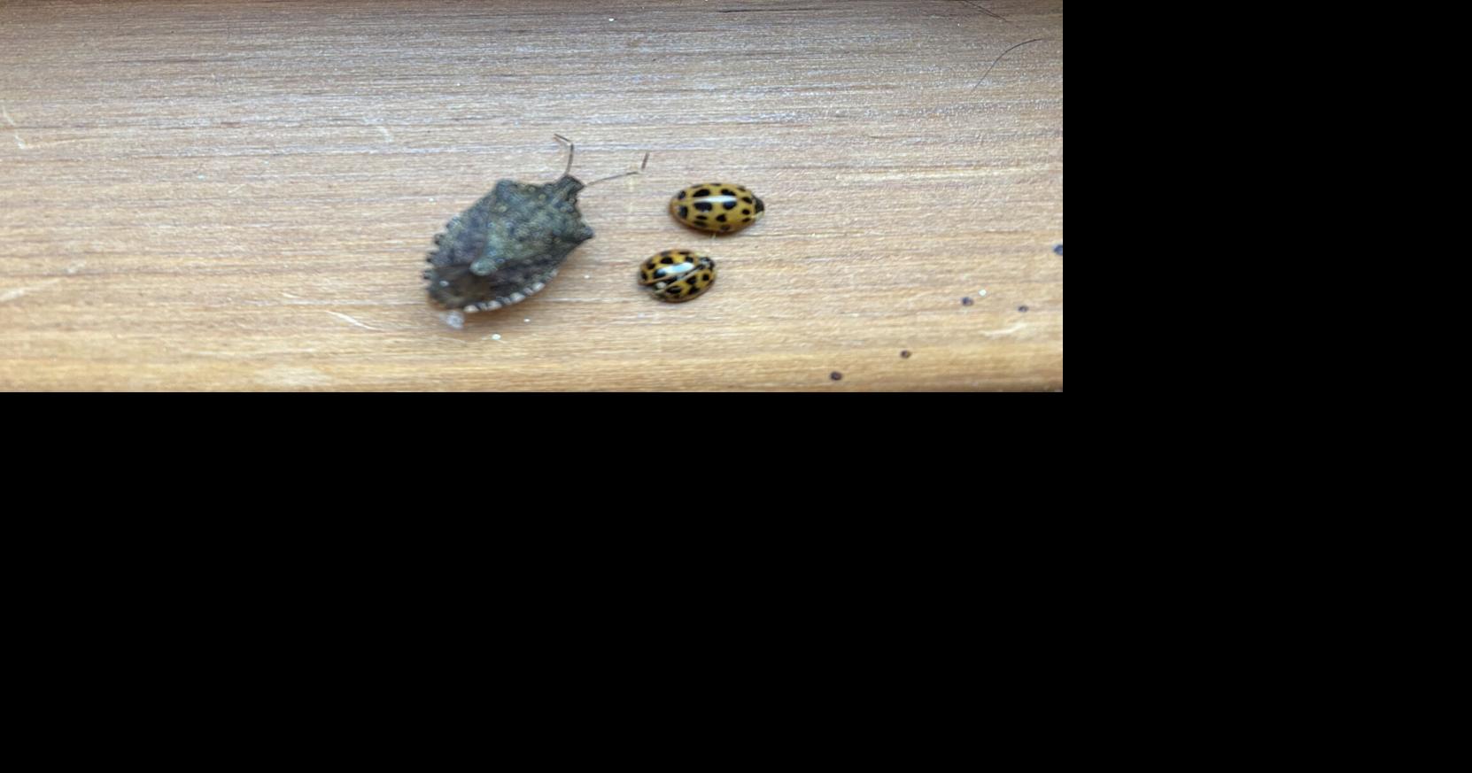 Home invasion: Sharing your home with unwelcome stink bugs and lady ...