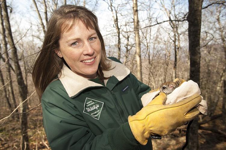NCWRC: Opportunity to support NC endangered and non-game wildlife this ...
