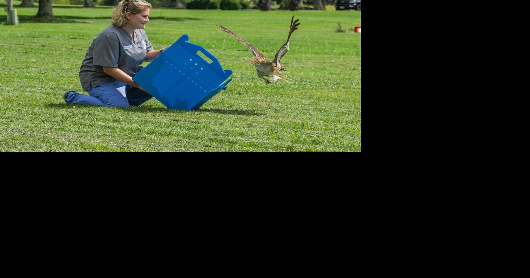 LMC May Wildlife Rehabilitation Center releases red-tailed hawk ...