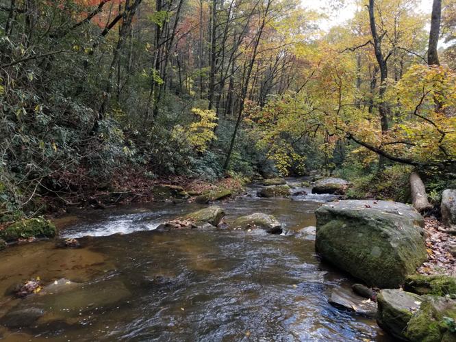 Wildlife Commission seeks public comment for Draft 2025 Wildlife Action ...