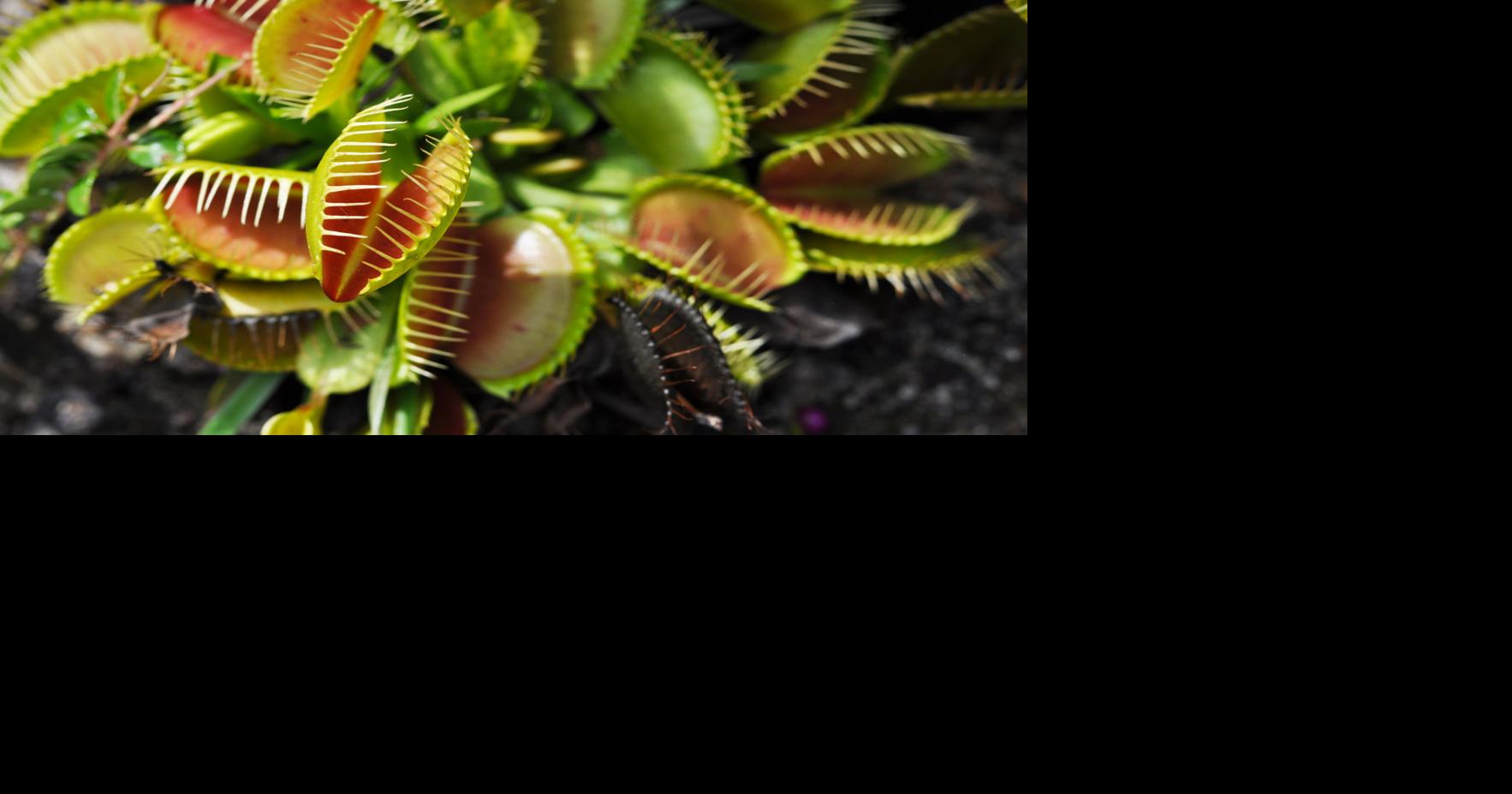 Conservationists look to bring new venus flytrap license plate to North ...