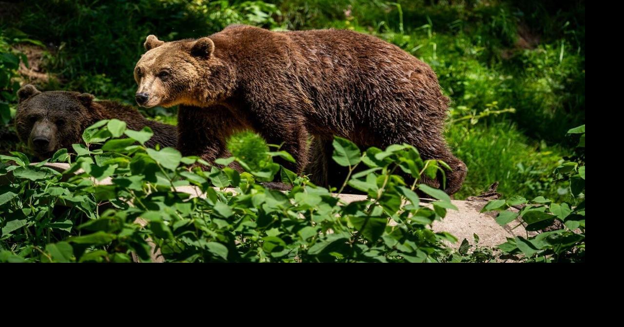 Study finds brown bears have become less aggressive around humans ...