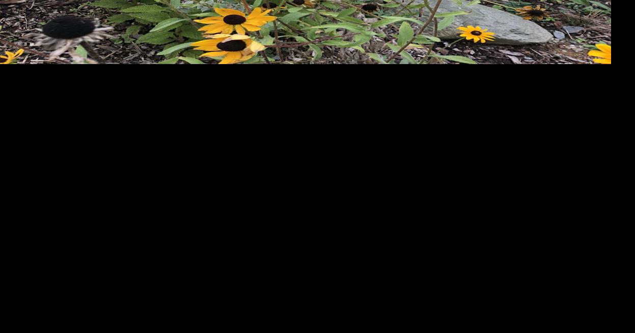 NC Native Plant Society Blue Ridge Chapter hosts Plant Sale June 17 ...