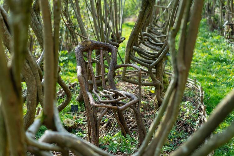 ‘Furniture orchard’ grows trees into chairs | National | averyjournal.com
