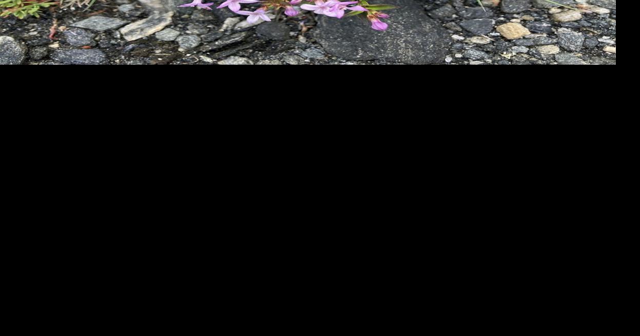 Roan Mountain Bluet 2.JPG | | averyjournal.com