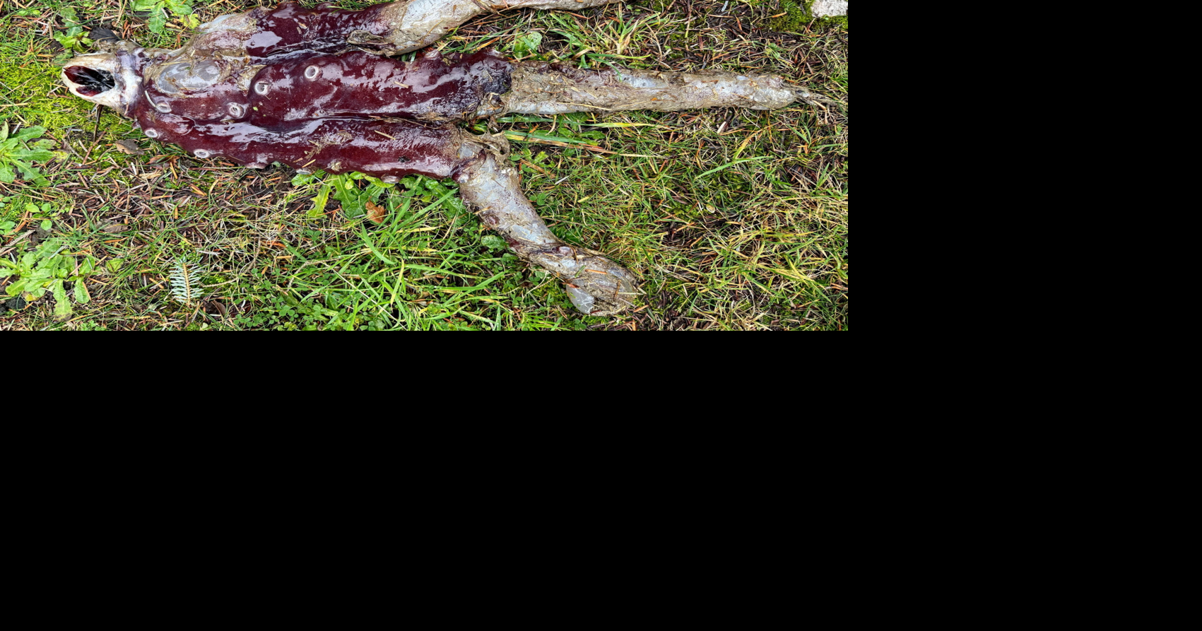 Seven-legged octopus? Elusive creature washes up at shore | National | averyjournal.com