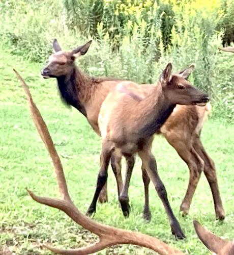 Pair of baby elk born at Sweetwater Ranch | Community | averyjournal.com