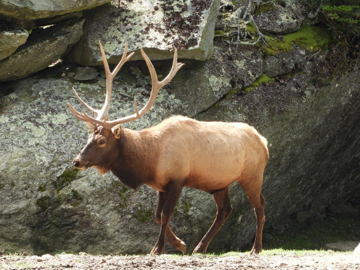 NC Wildlife Commission addresses elk conservation efforts | News ...