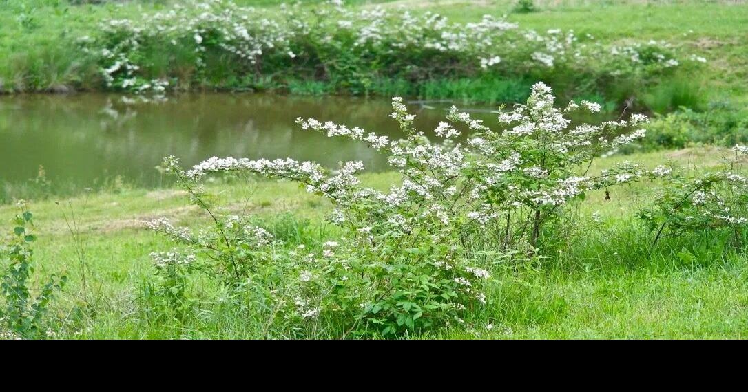 Avery Morrison Library hosts weekly permaculture workshops throughout ...