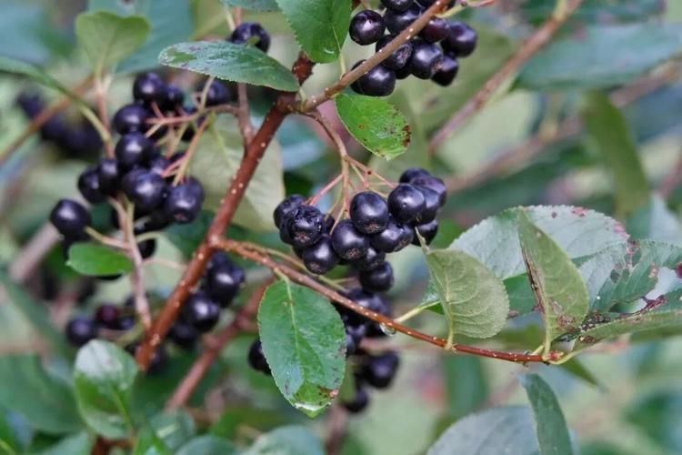 Avery Morrison Library hosts weekly permaculture workshops throughout ...