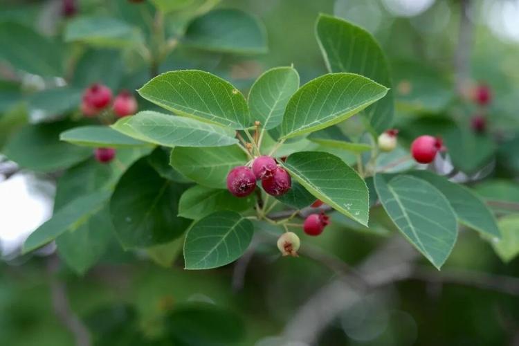 Avery Morrison Library hosts weekly permaculture workshops throughout ...
