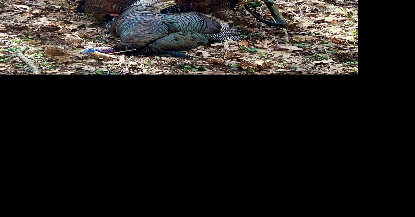 Sportsmans Corner: Turkey tales | Sports | averyjournal.com