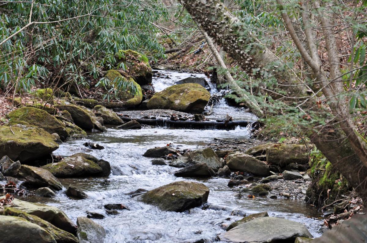 Along the banks of the Watauga River | News | averyjournal.com