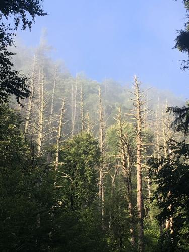 Hemlock Restoration Initiative fights pest to preserve High Country ...