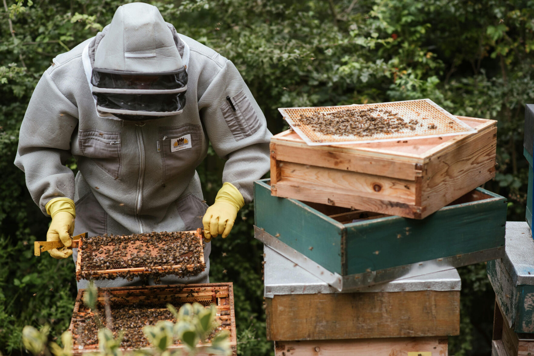 Local food craft buzz: Avery County gears up for beekeeping workshop ...