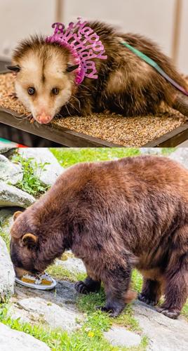 Grandfather Mountain throws birthday bash for animals | Community ...