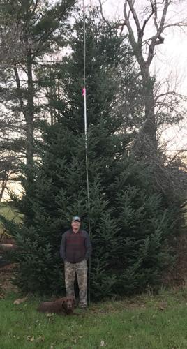Local farmer's 35-foot tree makes its way to Biltmore | News ...
