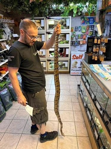 Girl finds massive 6-foot snake while playing golf | National ...
