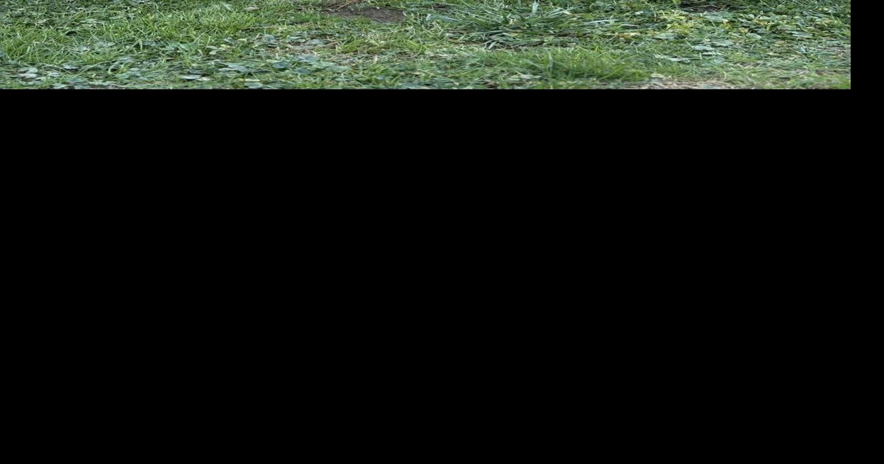 High Country Sportsman's Corner: Rut Report | Sports | averyjournal.com