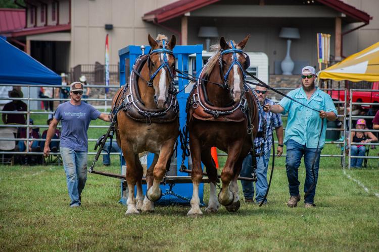 draft horse pulling contest