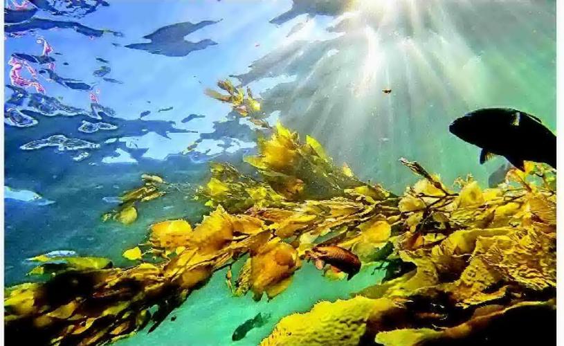 Study sheds light on ocean heat waves | | azdailysun.com