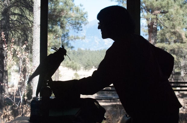 Raptor handling at The Arb | | azdailysun.com