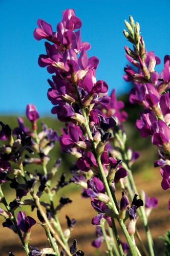 Northern Arizona Wildflowers | Lifestyles | azdailysun.com