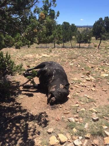 Local rancher struggles with cow mutilations