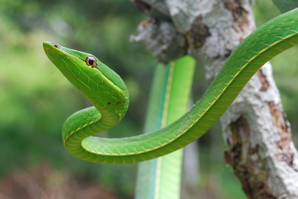London Zoo: Tropical snakes on parade