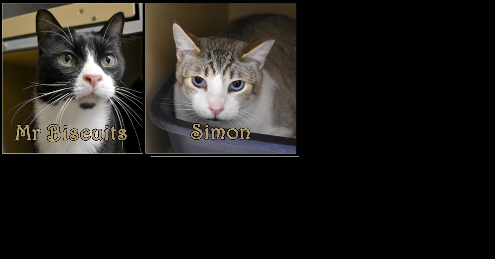 CHA Pet of the Week: Mr. Biscuits and Simon | Local News | azdailysun.com