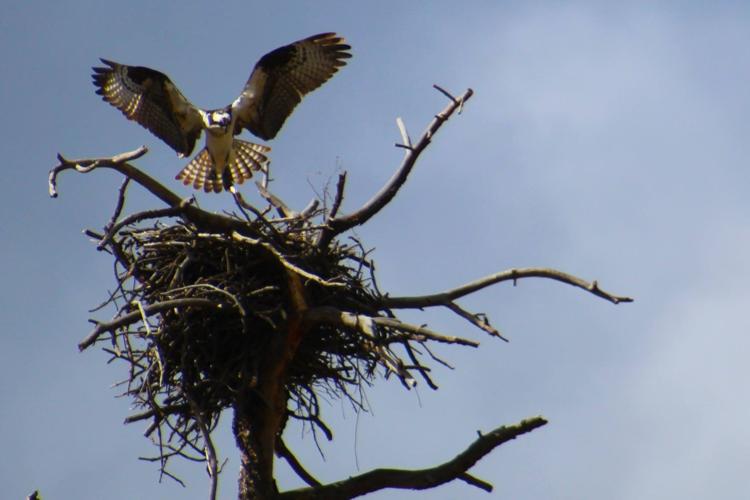 osprey sighting