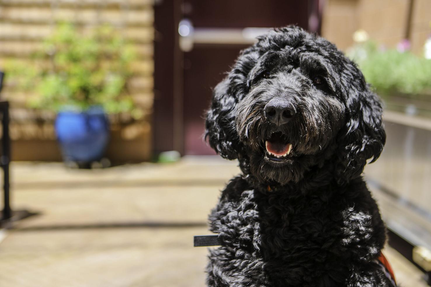 Pawsitive changes: Coconino County Juvenile Court welcomes two facility dogs to team | Local ...
