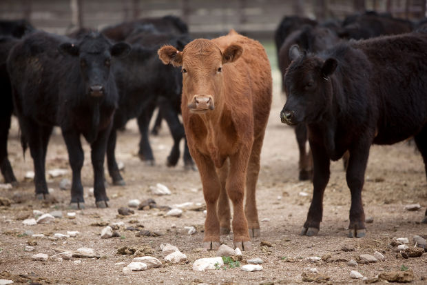 From range to restaurant