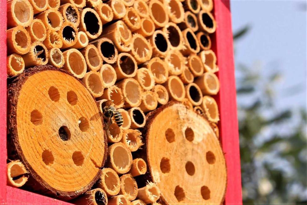 On the Wild Side: Native bees
