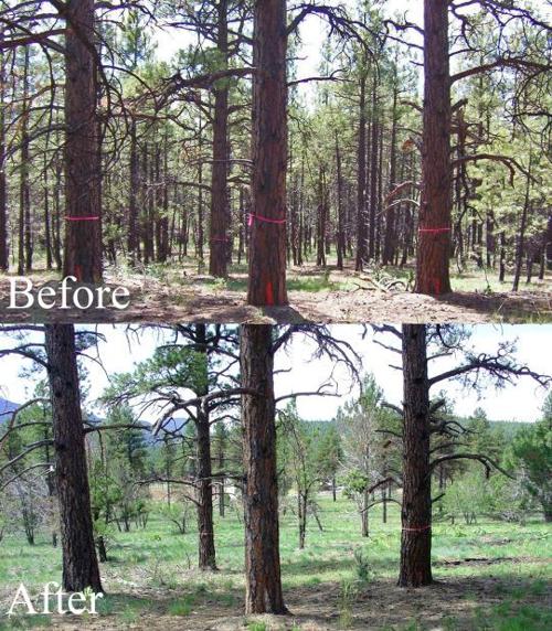 Plans for forest thinning near Flagstaff up for public comment | Local ...