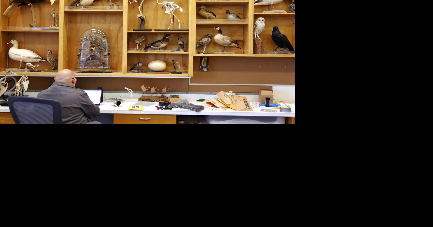 Smoke detectors in the sky: Will wildfire affect bird behavior ...