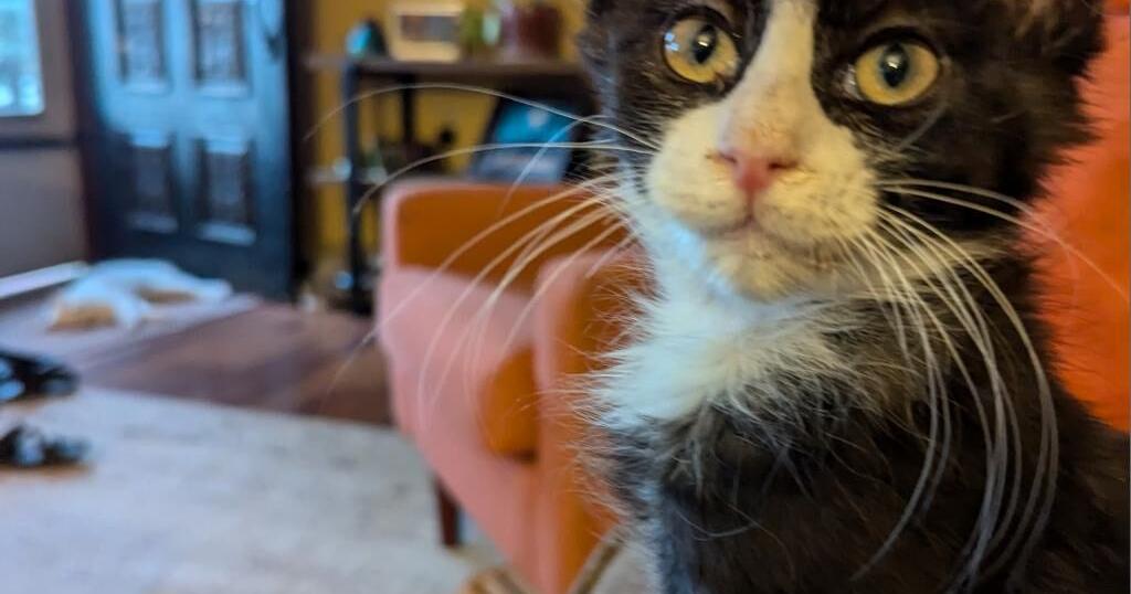 HCH Pet of the Week: Calvin | Local News | azdailysun.com