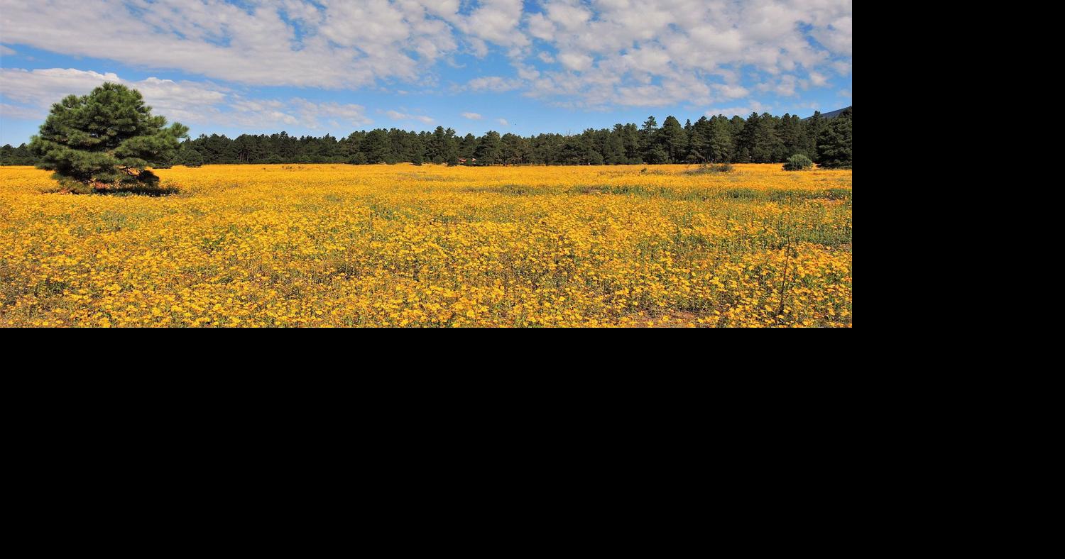 As council holds off on Schultz Pass, it examines more affordable ...