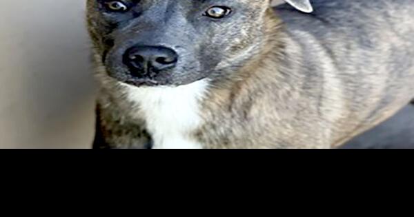 CHA Pet of the Week: Marlo | Pets | azdailysun.com