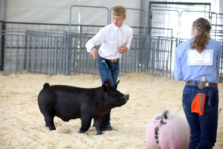 Gallery: Coconino County Fair returns to Flagstaff for Labor Day ...