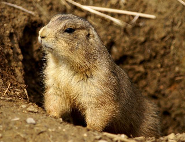 Setting right the myths about prairie dogs
