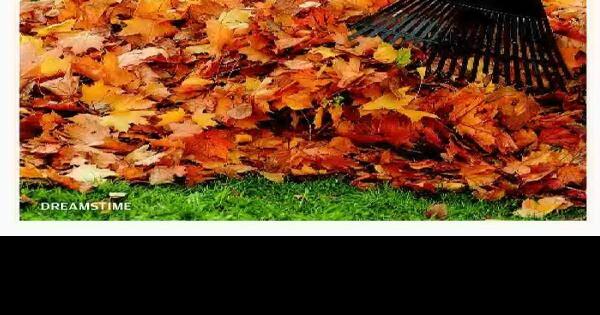 Here's a case for not raking your leaves | | azdailysun.com