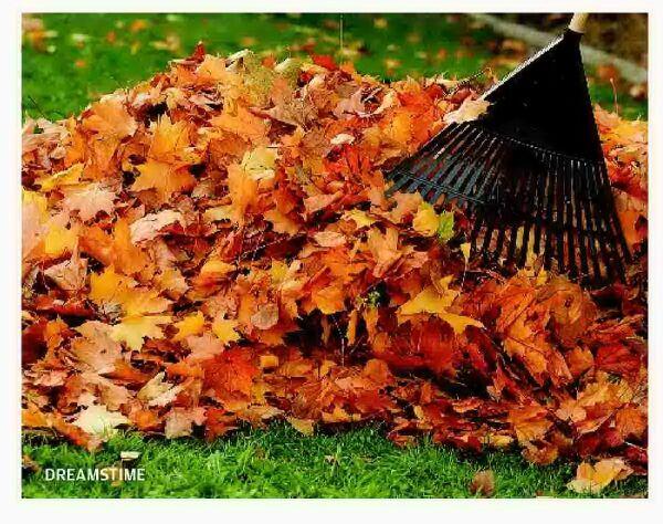 Here's a case for not raking your leaves | | azdailysun.com