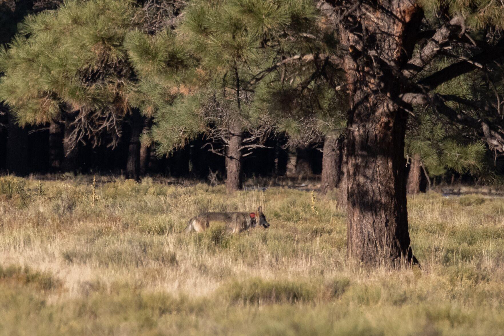 Endangered Mexican gray wolf found dead west of Flagstaff | Environment ...